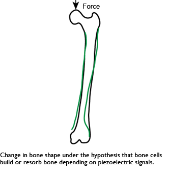 Musculoskeletal Biology | Andrew A. Marino